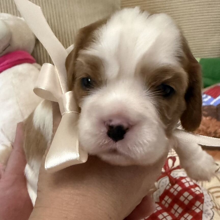 Кавалер кинг-чарльз-спаниель, щенок