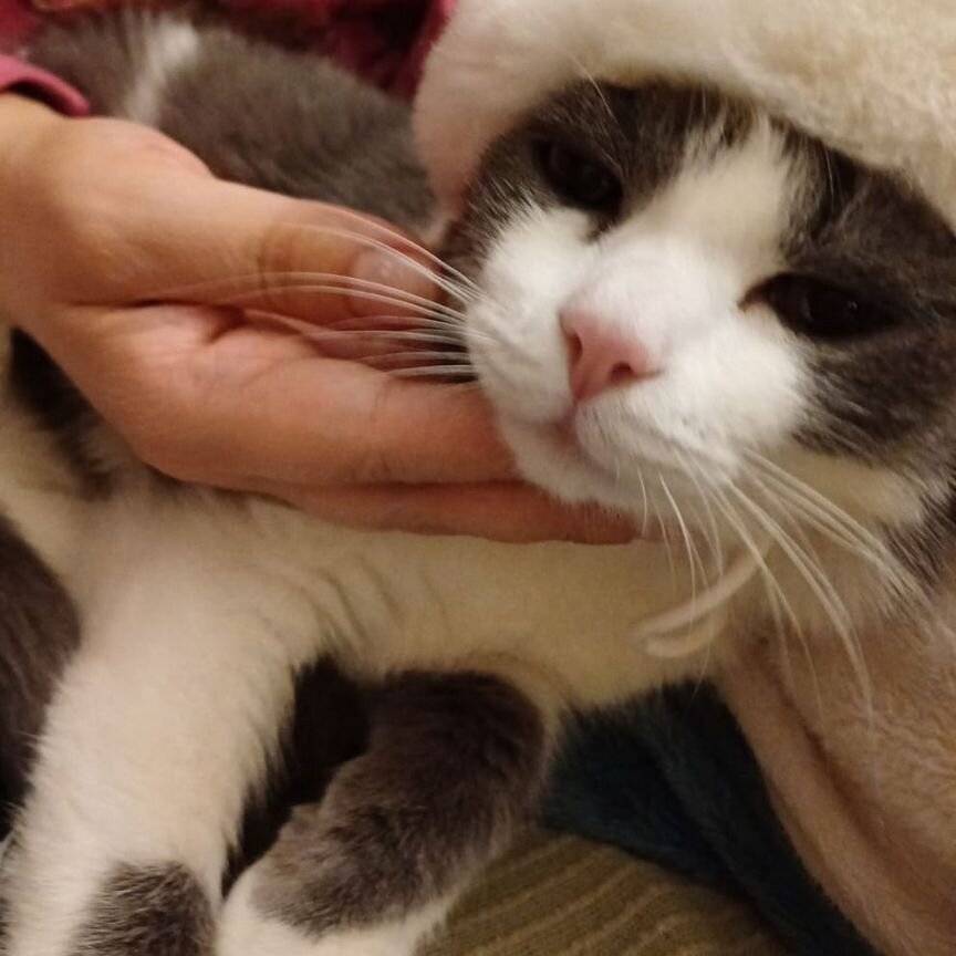Замечательный котенок