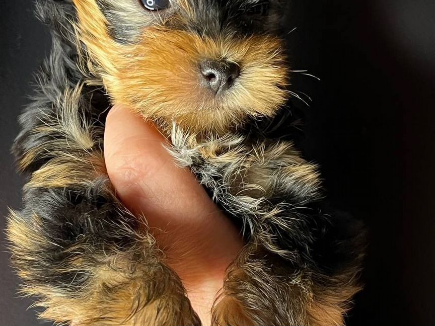 Йоркширский терьер щенки