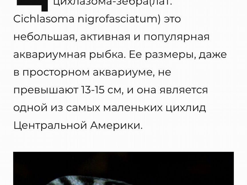 Аквариумные рыбки