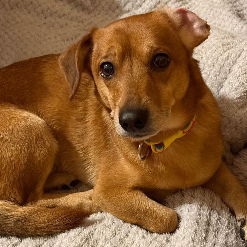 Взрослый пёс в добрые руки