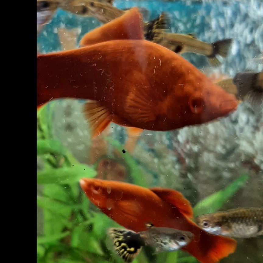 Рубиновые меченосцы