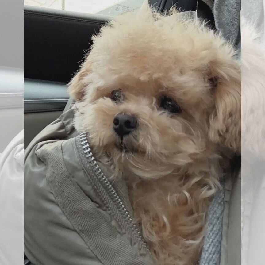 Бишон фризе, щенок