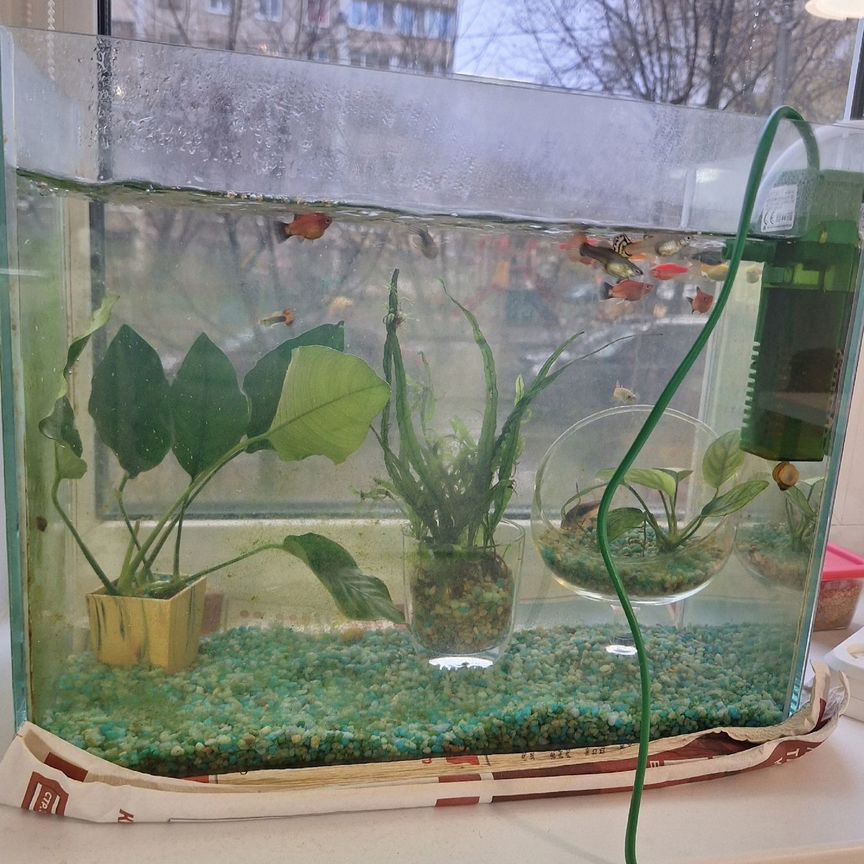Аквариум с рыбками