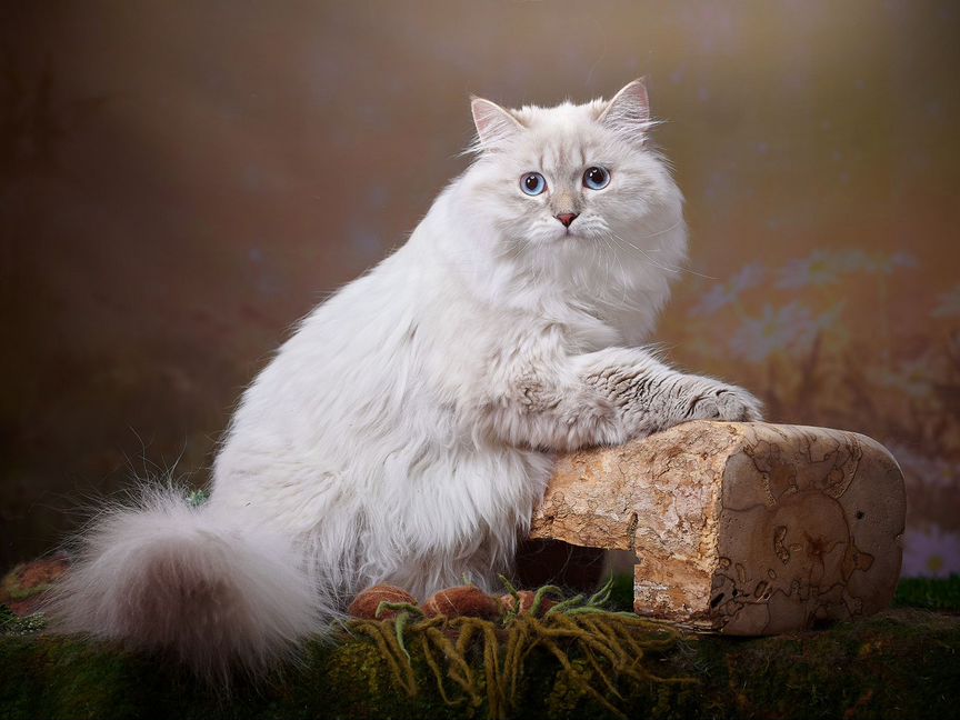 Невские маскарадные котята