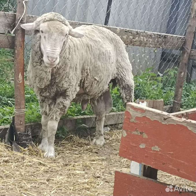 Овцы бараны