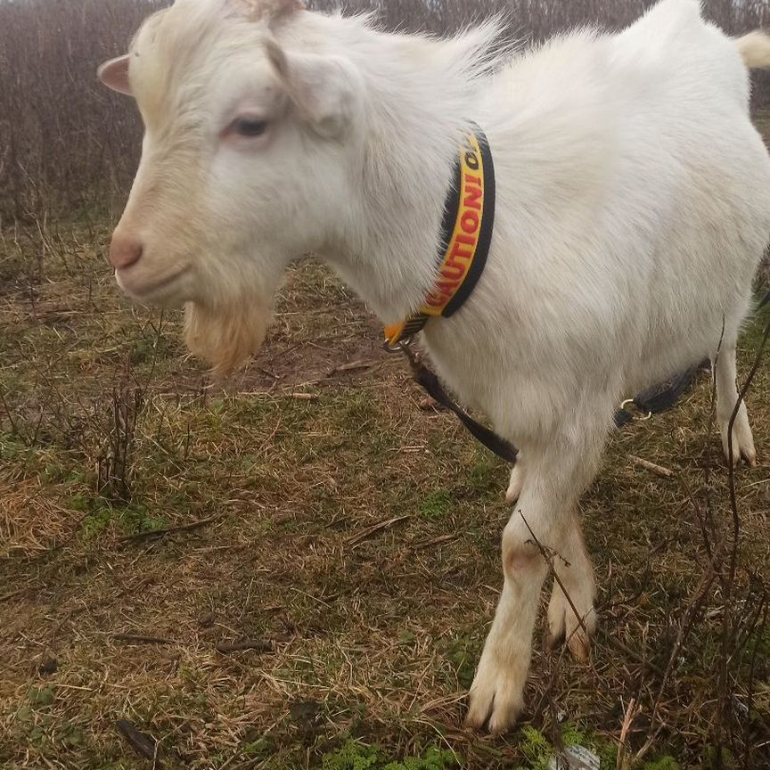 Ошейник для собак, козла, овец