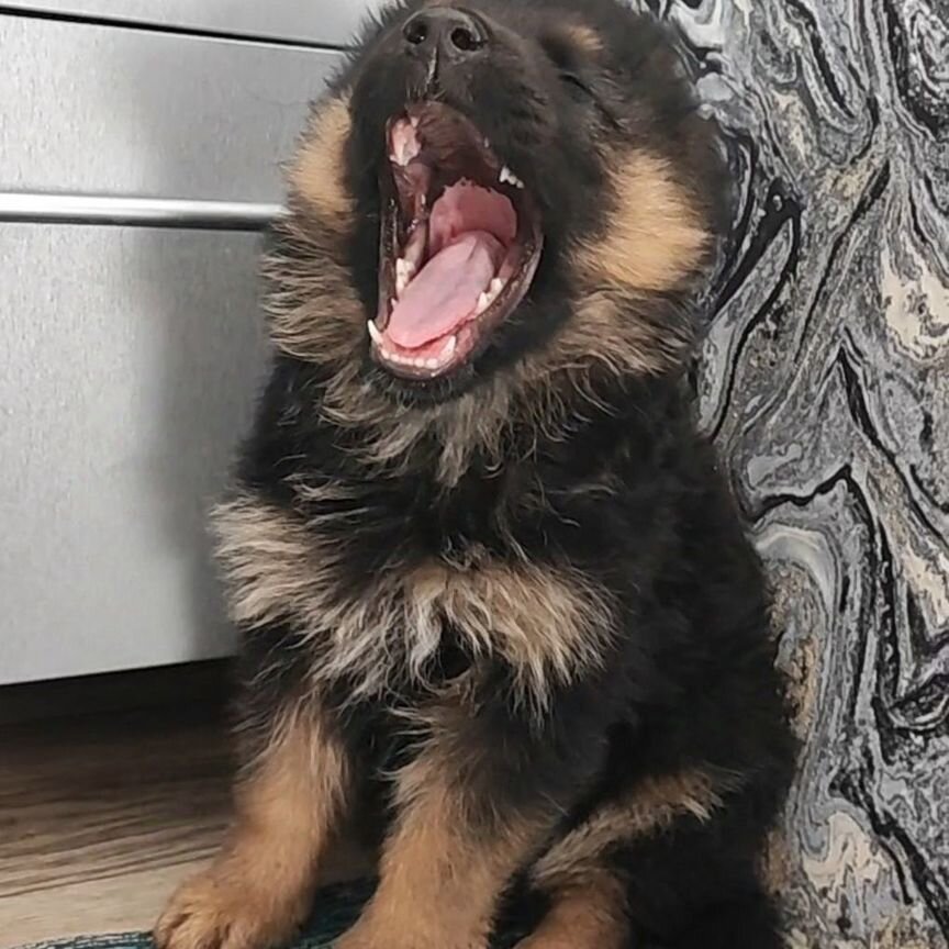 Щенок немецкой длинношёрстной овчарки