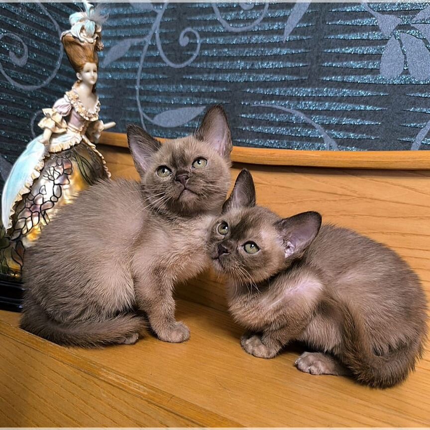 Бурманские котята