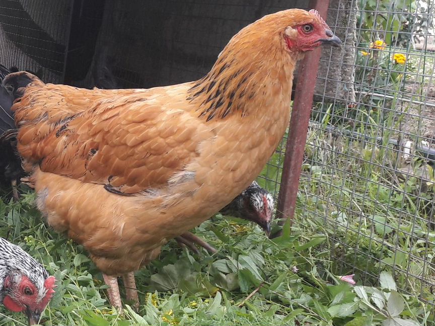 Кучинские юбилейные молодки