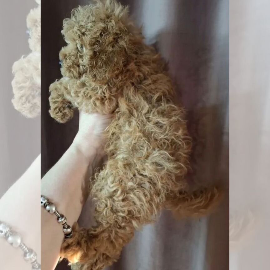 Той-пудель, щенок