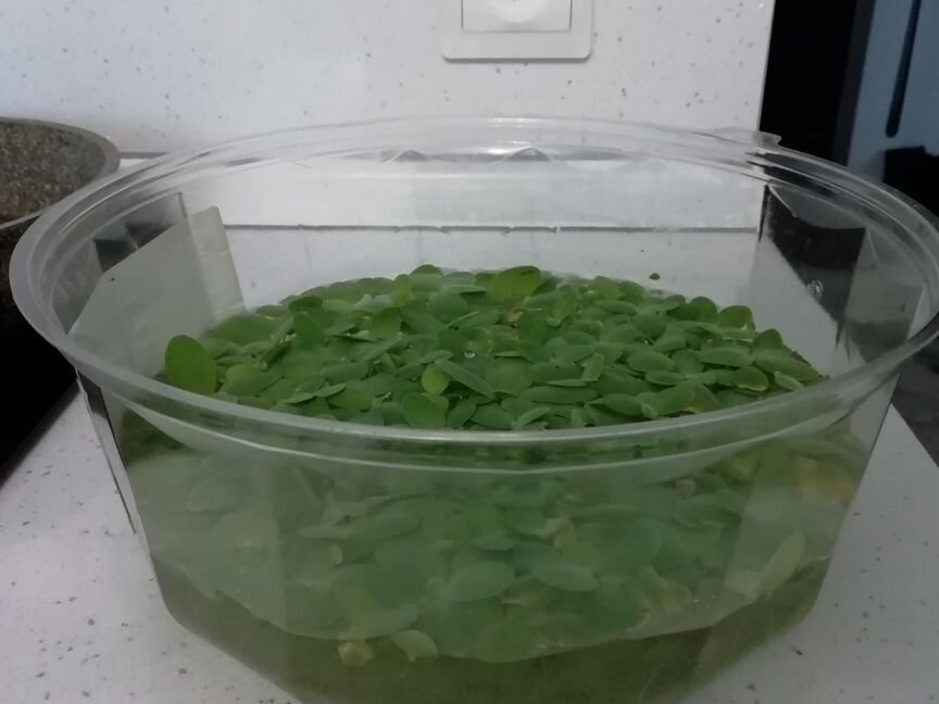 Аквариумные растение Пистия