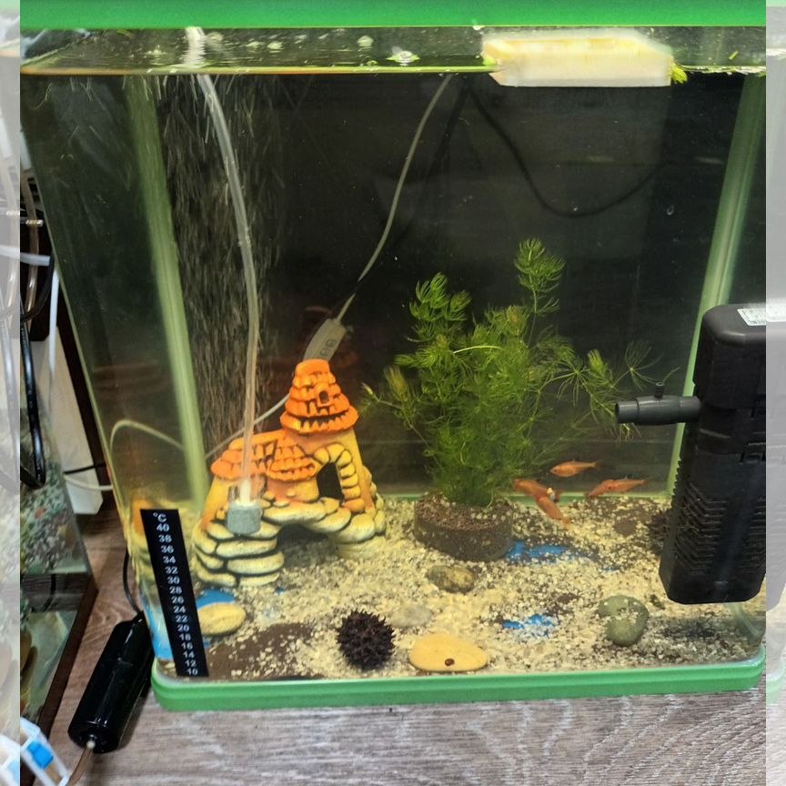 Аквариум с рыбками