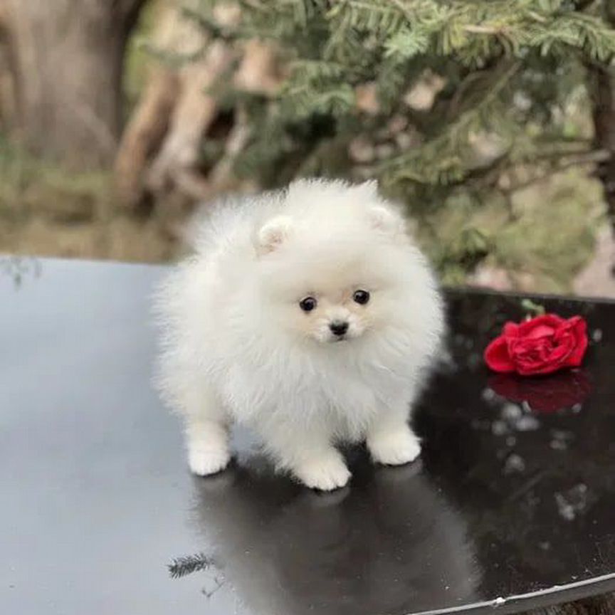 Щенки шпица - ваша пушистая радость