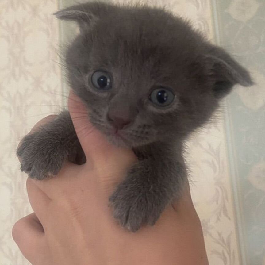 Котята в добрые руки бесплатно