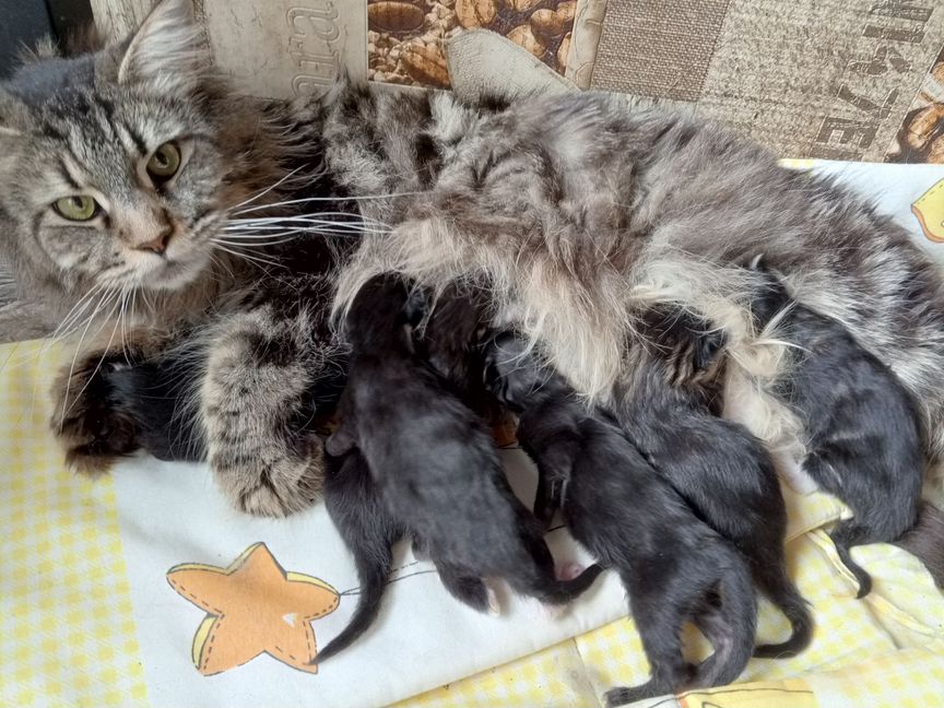 Котята мейн-кун