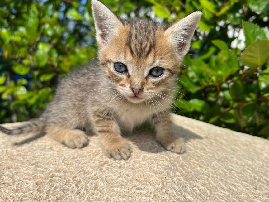 Котёнок Мотя ищет дом