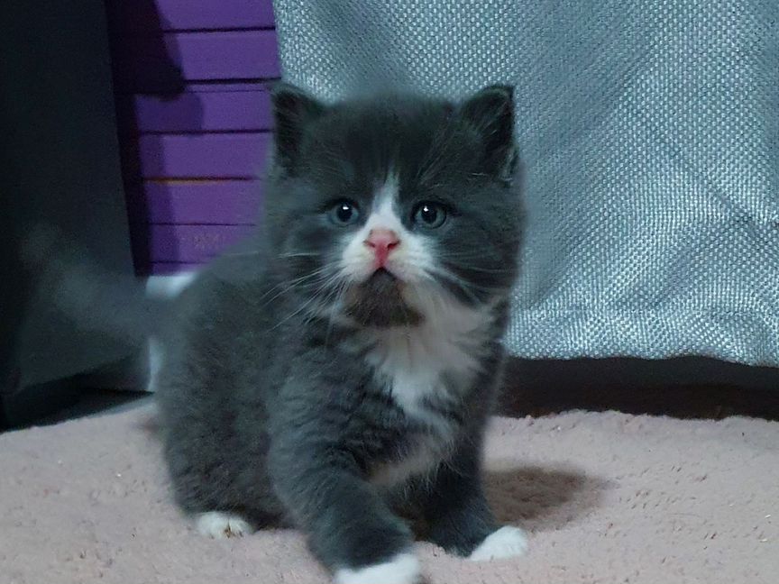 Котята от британской кошки