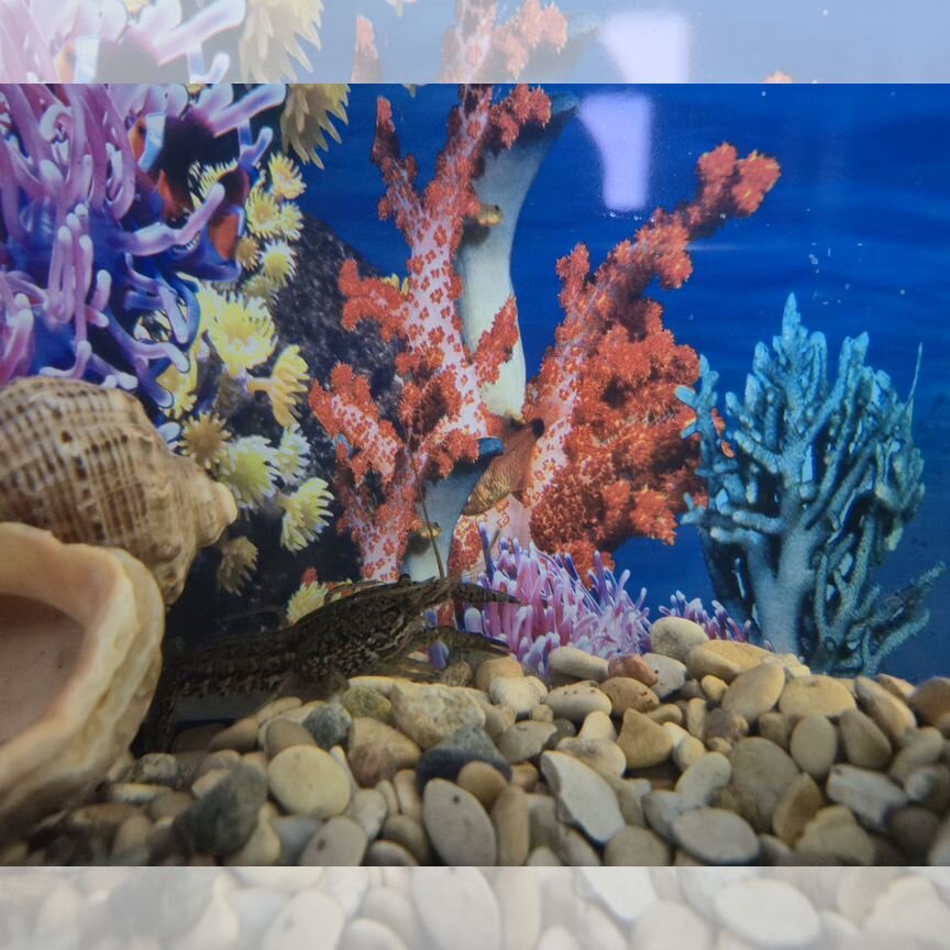 Аквариум с раком