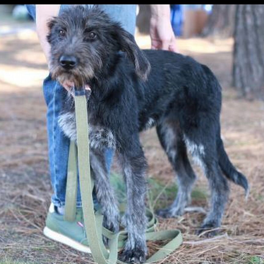 Дратхаар, щенок