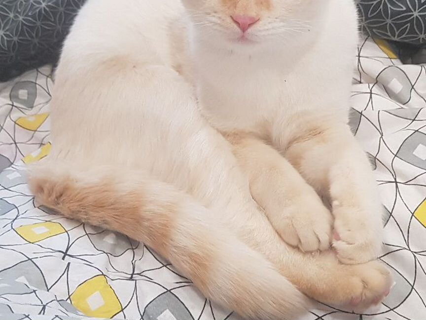 Породистый кот бесплатно