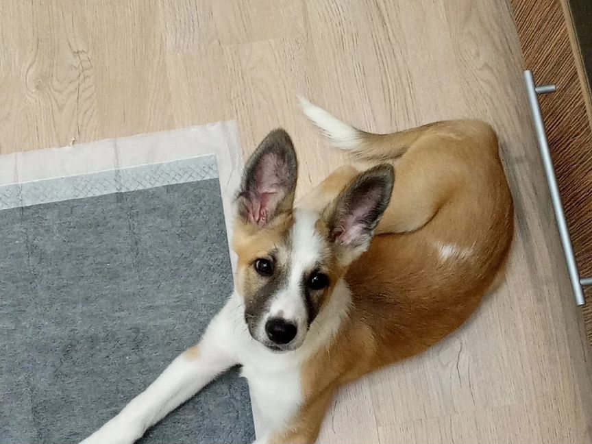 Собака Клепа в добрые руки