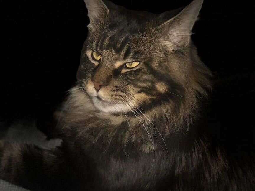 Продам котят породы мейн-кун