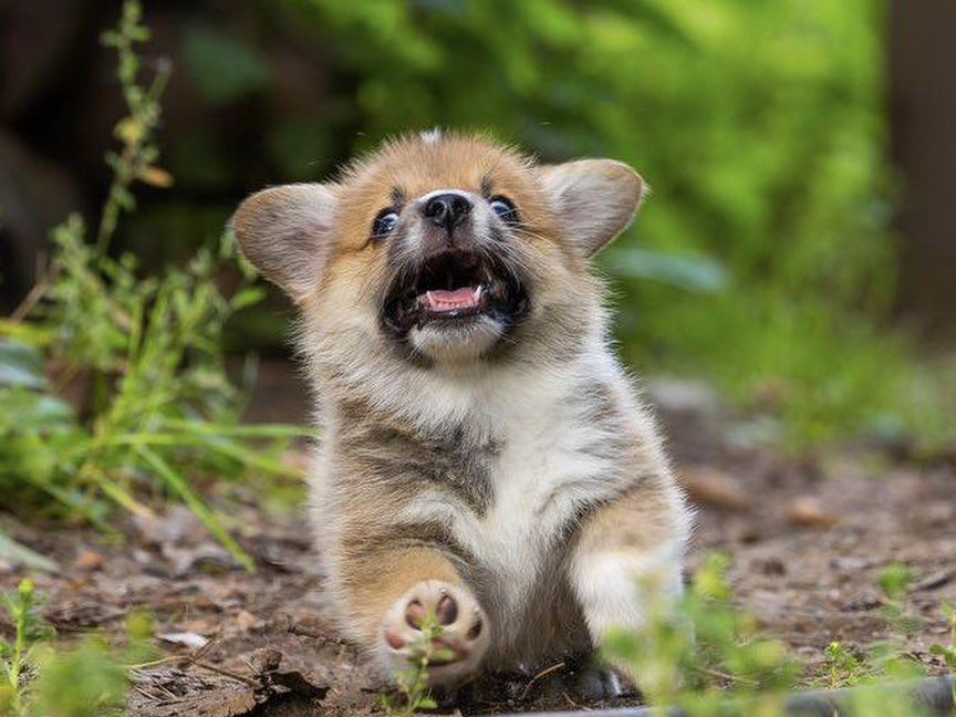 Щенок породы вельш корги пемброк