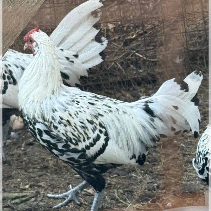 Продам петушков гамбургских, 4мемяца. Красноярск