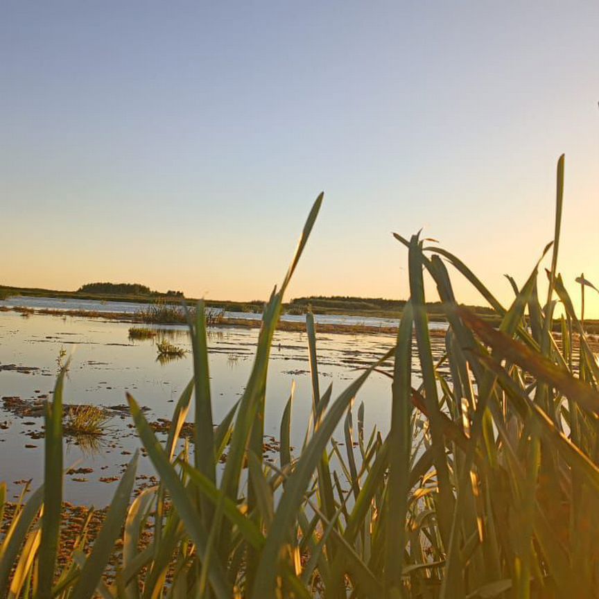 Подсадные утки