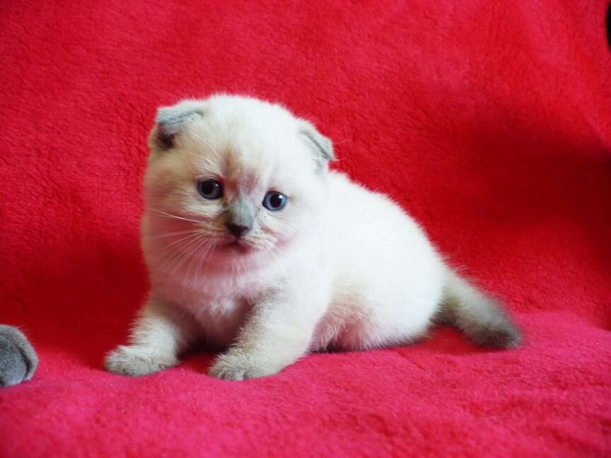 Шотландские котята