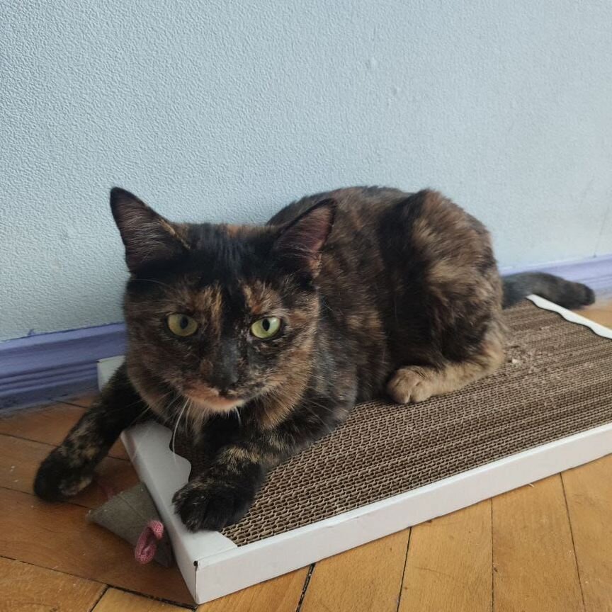 Котик