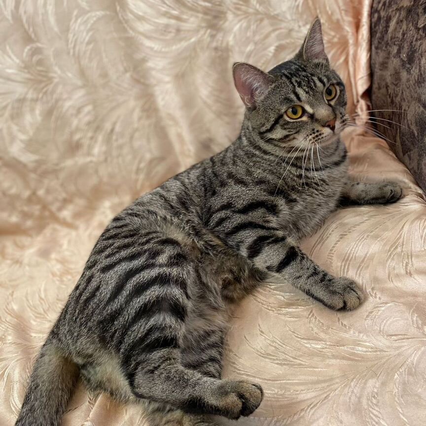 Молоденький котик Федот