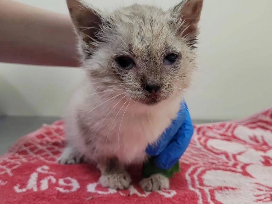 Котенок девочка нужна передержка/дом