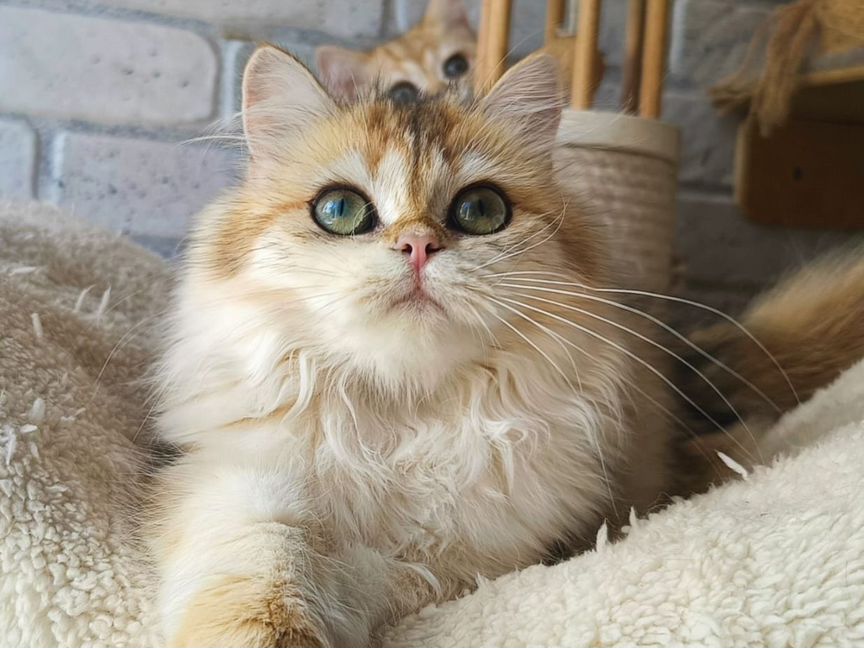 Шикарная британская кошечка