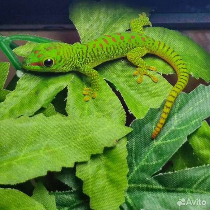 Малыши фельзумы грандис 2 шт