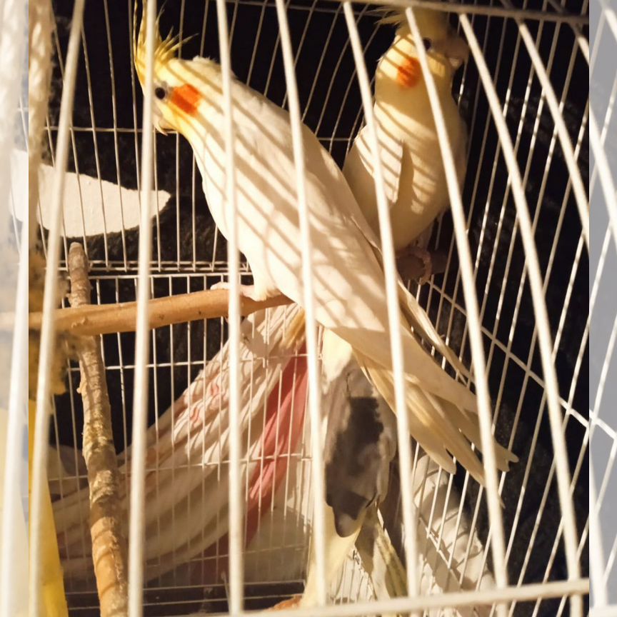 Продается попугай корелла