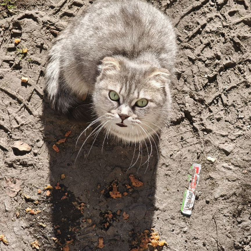 Взрослая, кошка в добрые руки