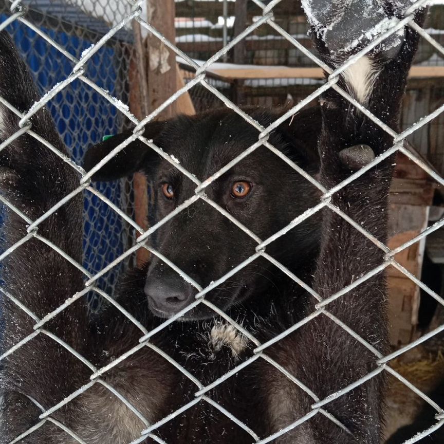 Взрослая собака в добрые руки