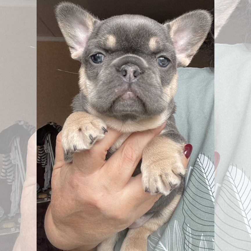 Французский бульдог девочка