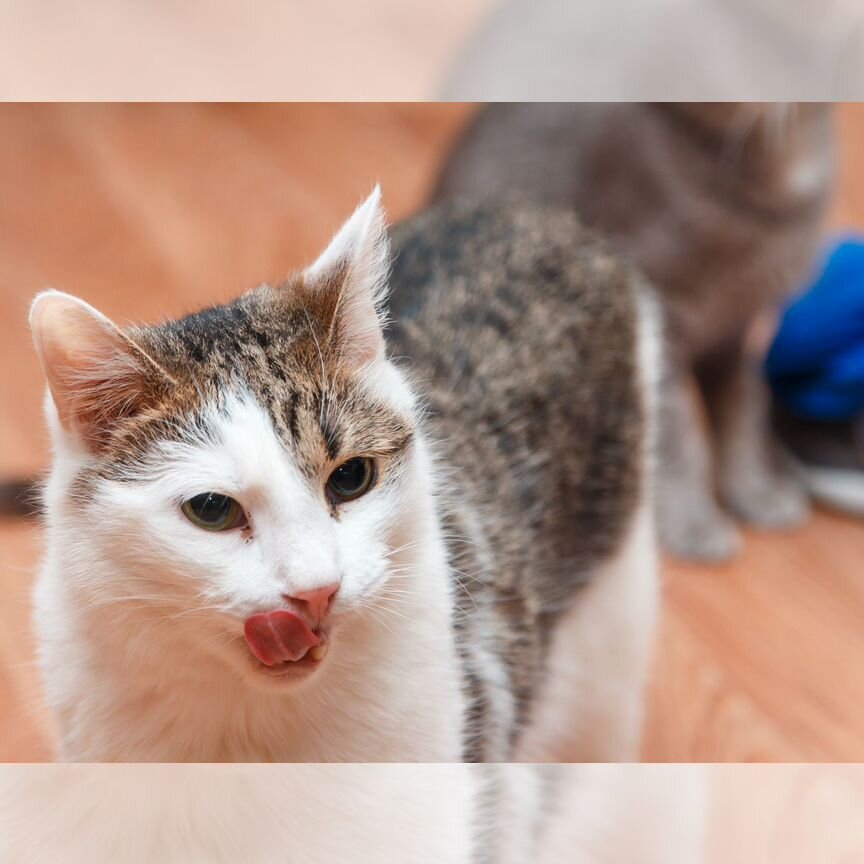 Котик в добрые руки мальчик