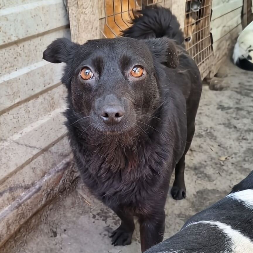 Взрослая собака в добрые руки