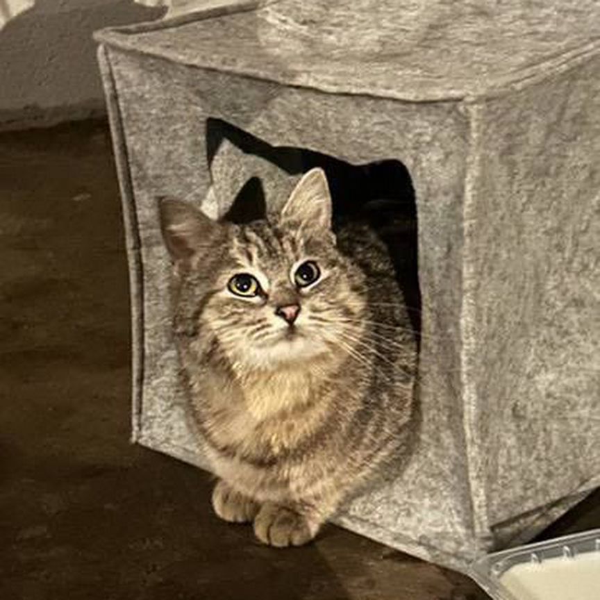 Серый котенок, выбросили вместе с домом