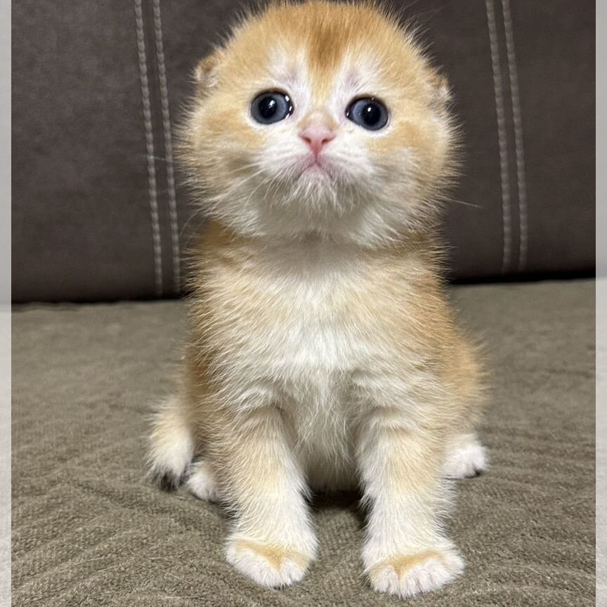Шотландский вислоухий короткошёрстный котёнок