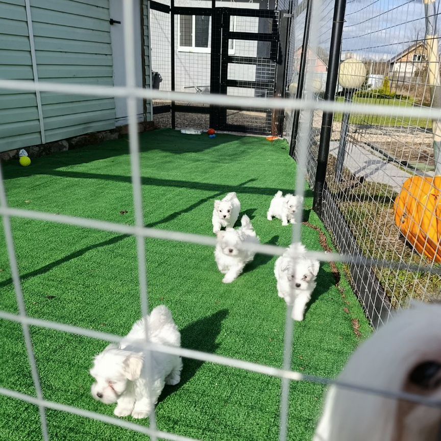 Мальтийская болонка, щенок