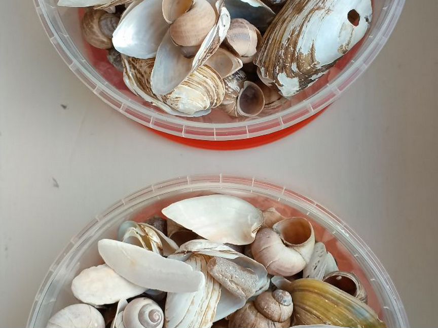 Ракушки речные