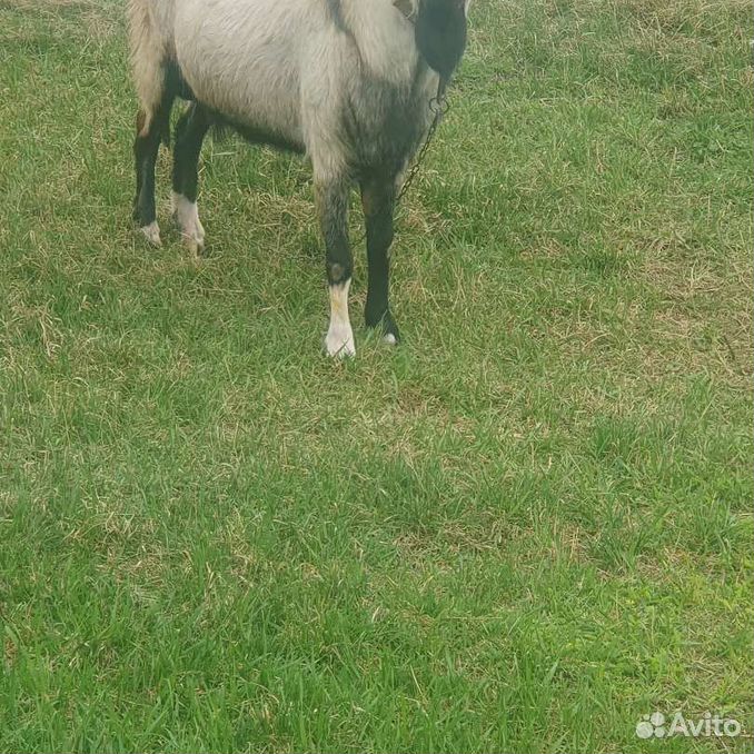 Чешский козел