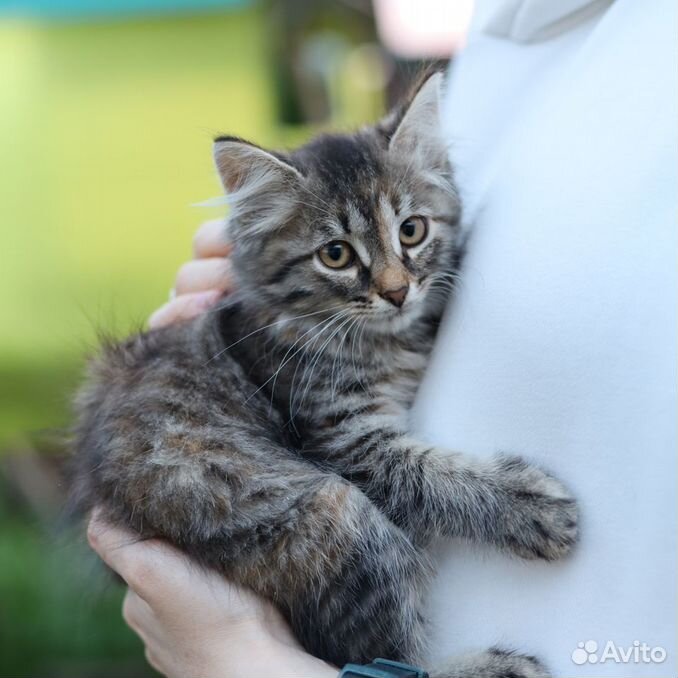 Ласковые котята, 2 мес, бесплатно