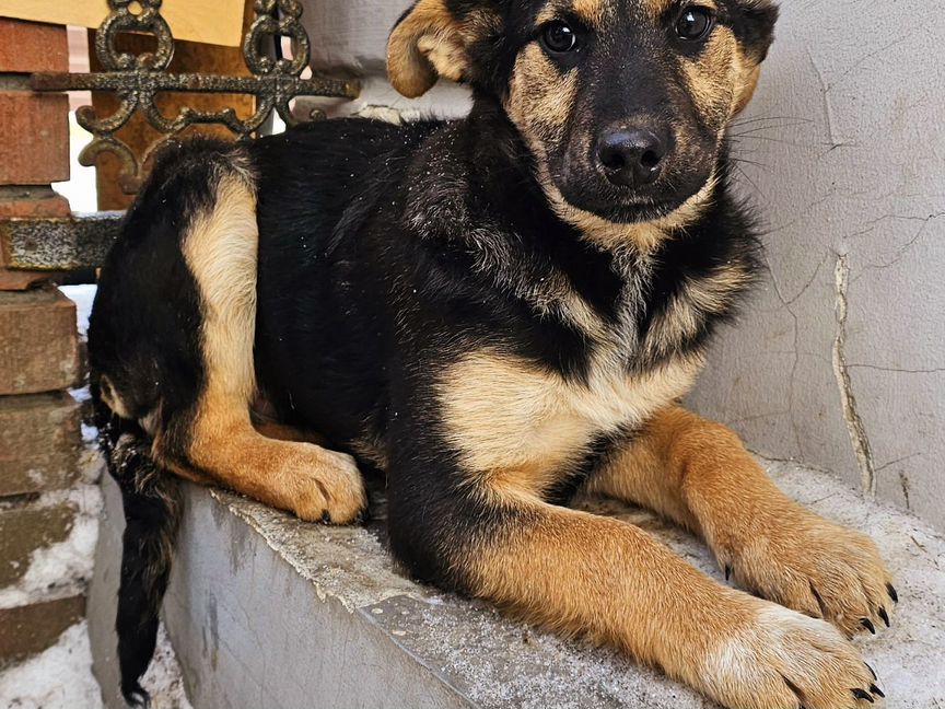 Щенок кабель