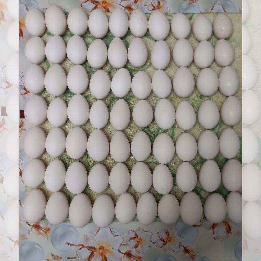 Яйцо гусиное инкубационное